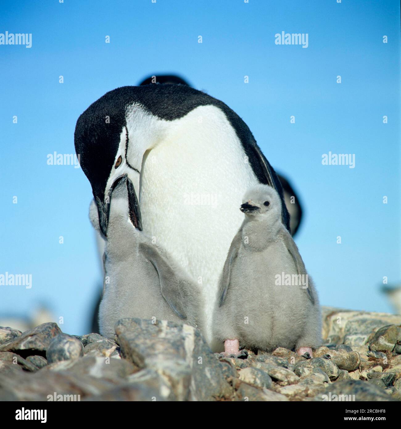 Little penguin chick hi-res stock photography and images - Alamy