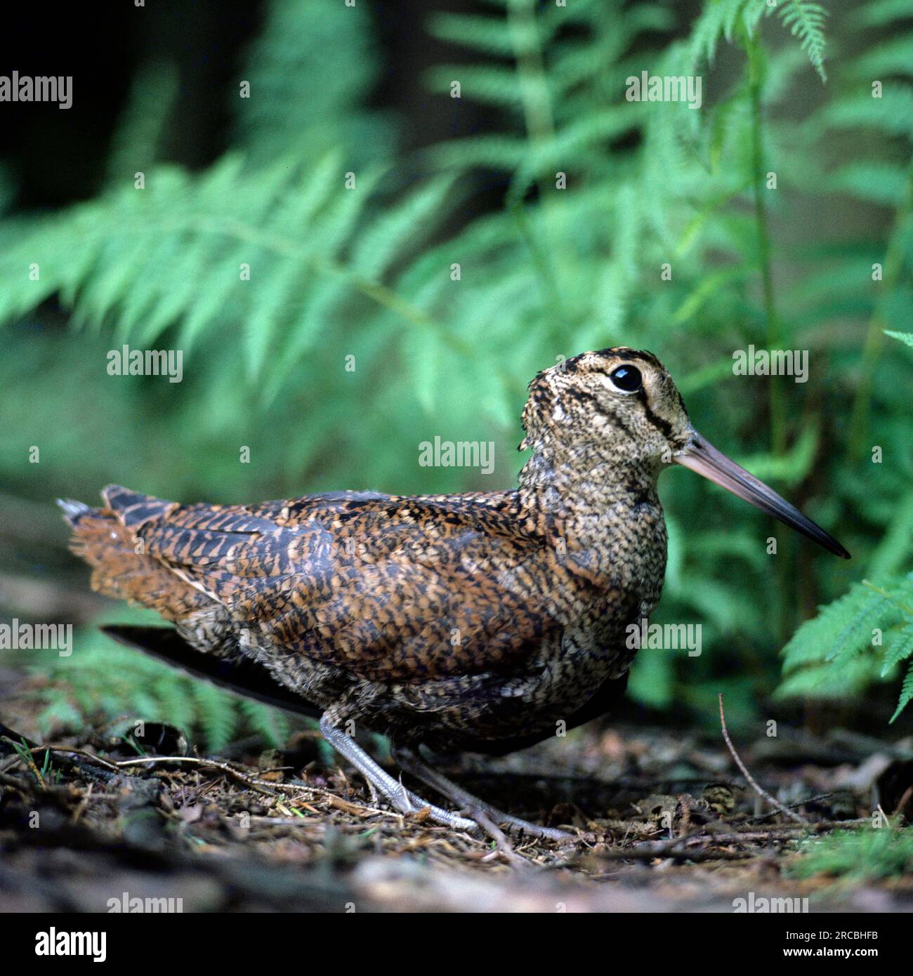 Eurasian woodcock (Scolopax rusticola Stock Photo - Alamy