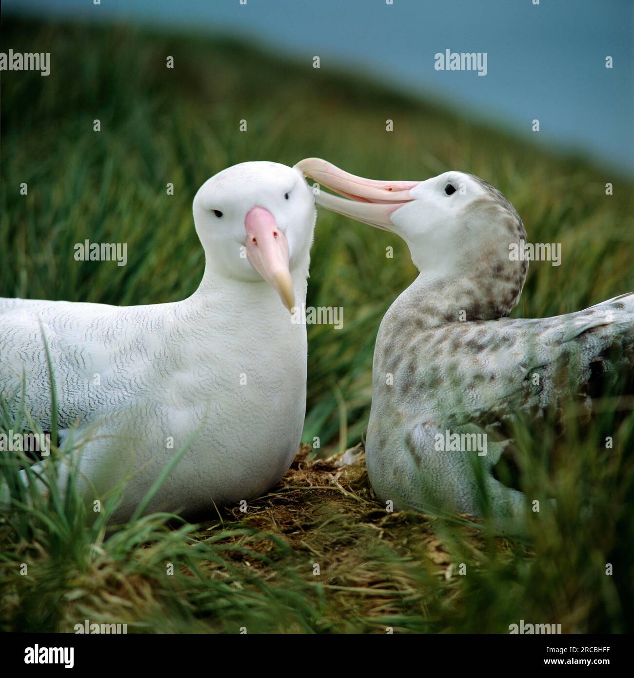 Albatross couple love hi-res stock photography and images - Alamy