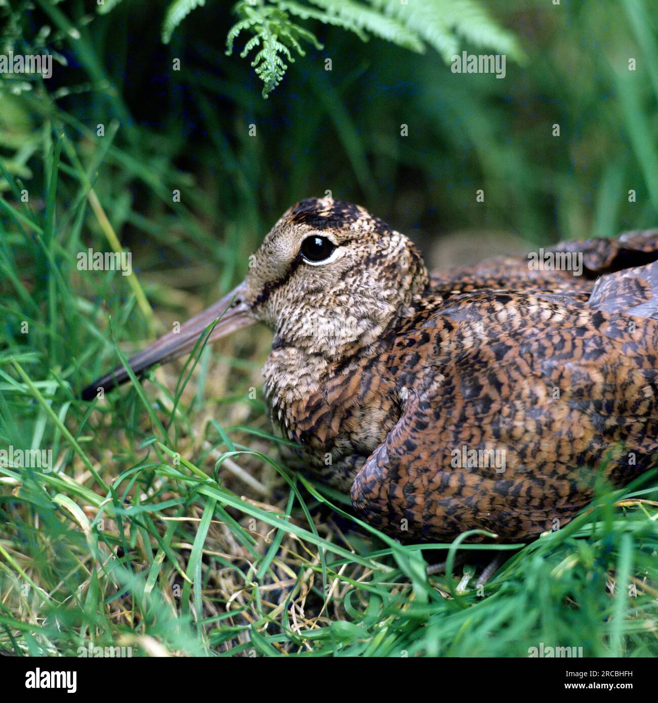 Eurasian woodcock (Scolopax rusticola Stock Photo - Alamy