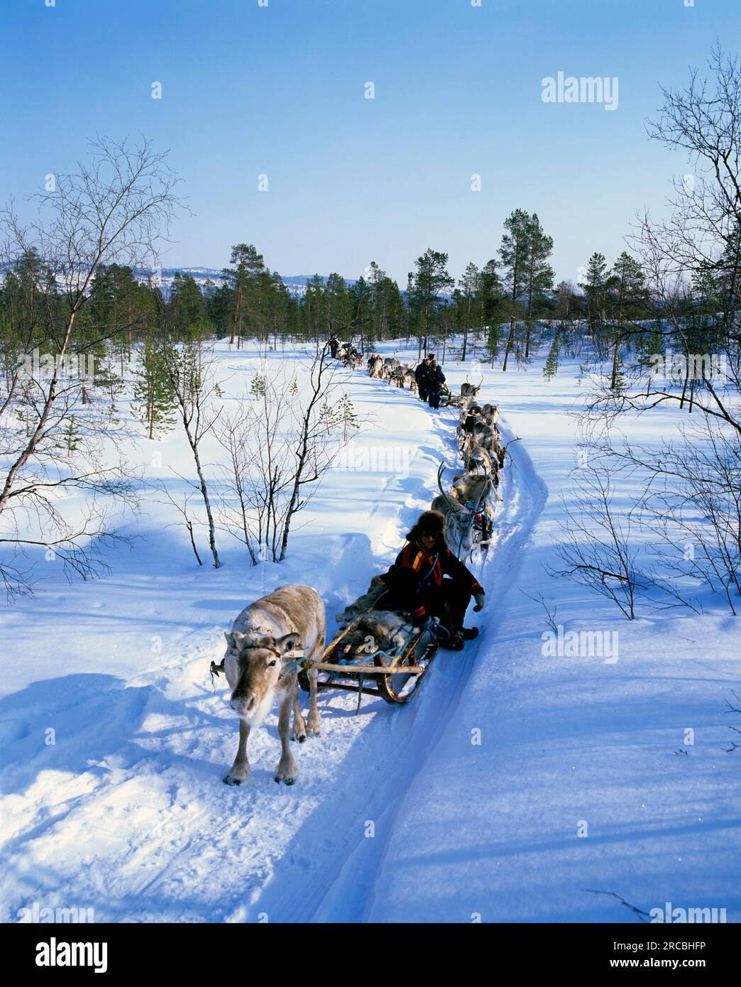 Reindeer sleigh, Lapland, Norway Stock Photo - Alamy