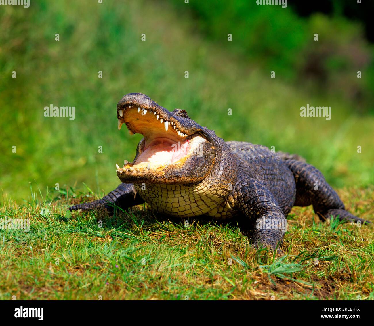 American american alligator hi-res stock photography and images - Alamy