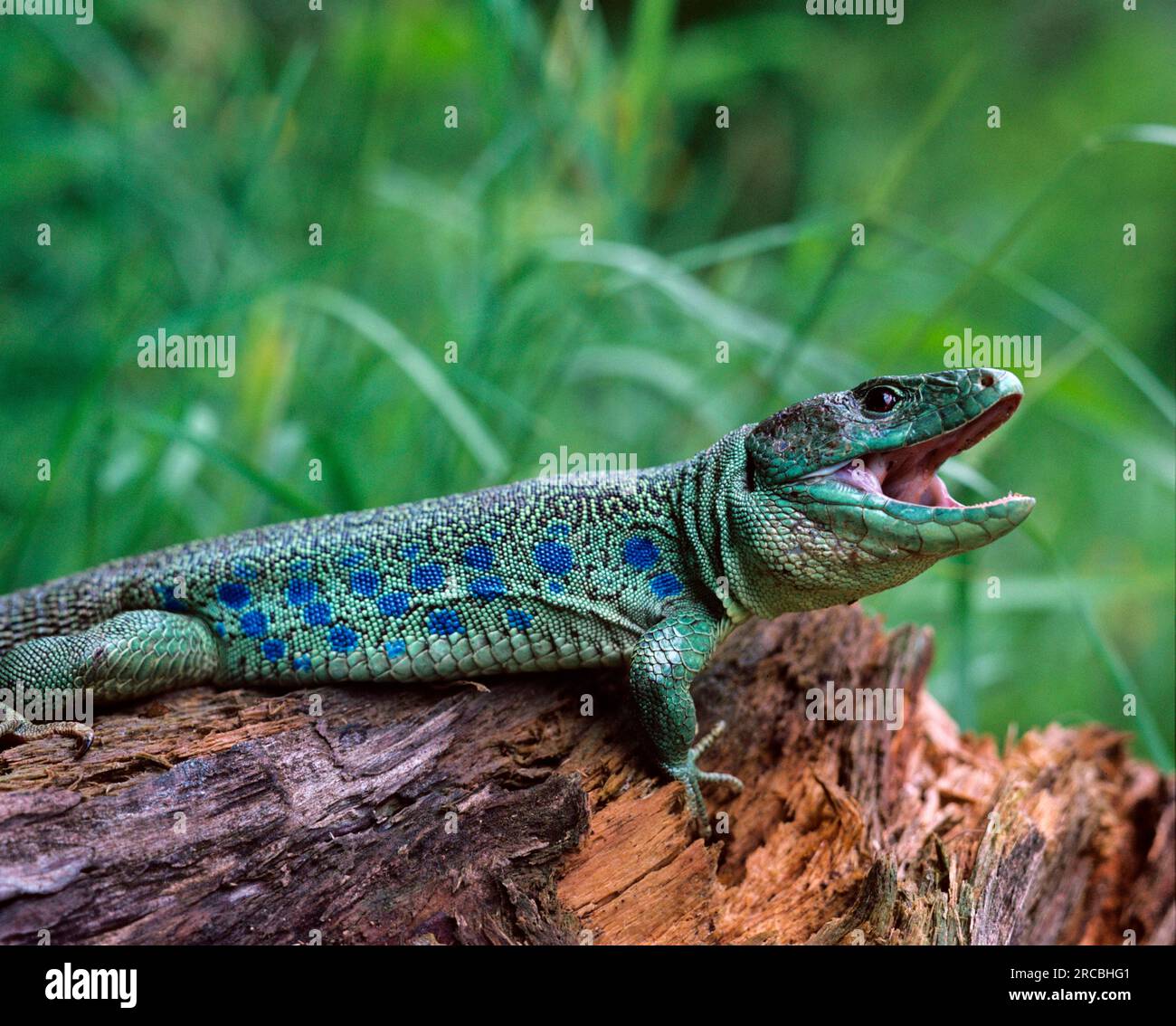 Pearl lizard (Lacerta lepida), lizard Stock Photo - Alamy