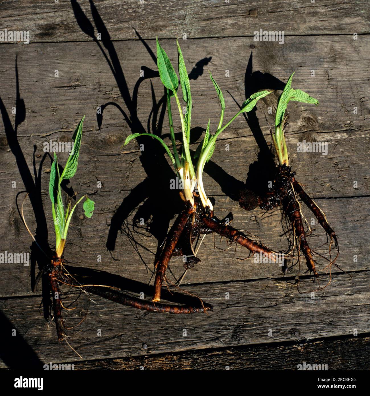 Square root of hi-res stock photography and images - Alamy