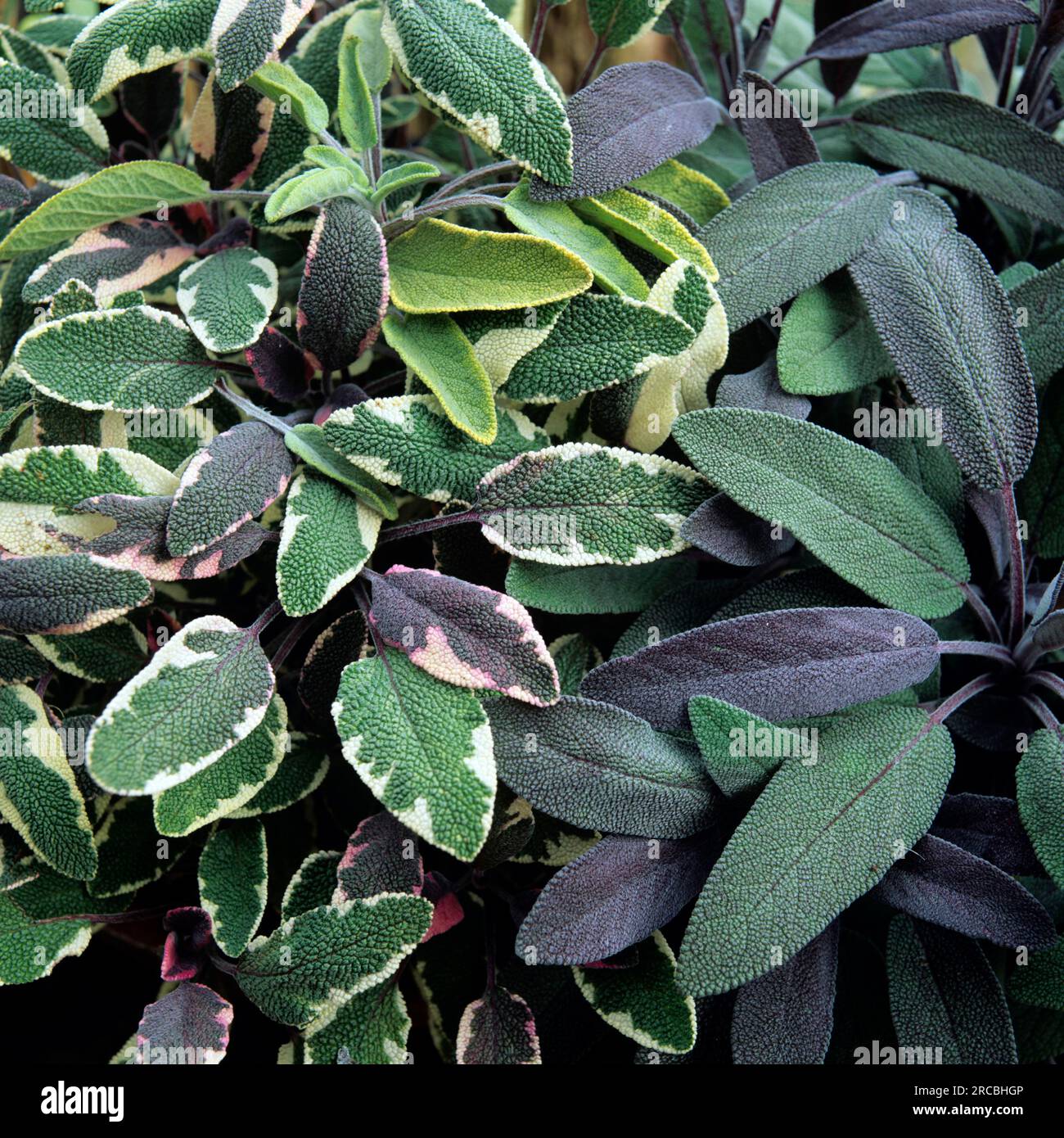 Common Common sage (Salvia officinalis Stock Photo - Alamy