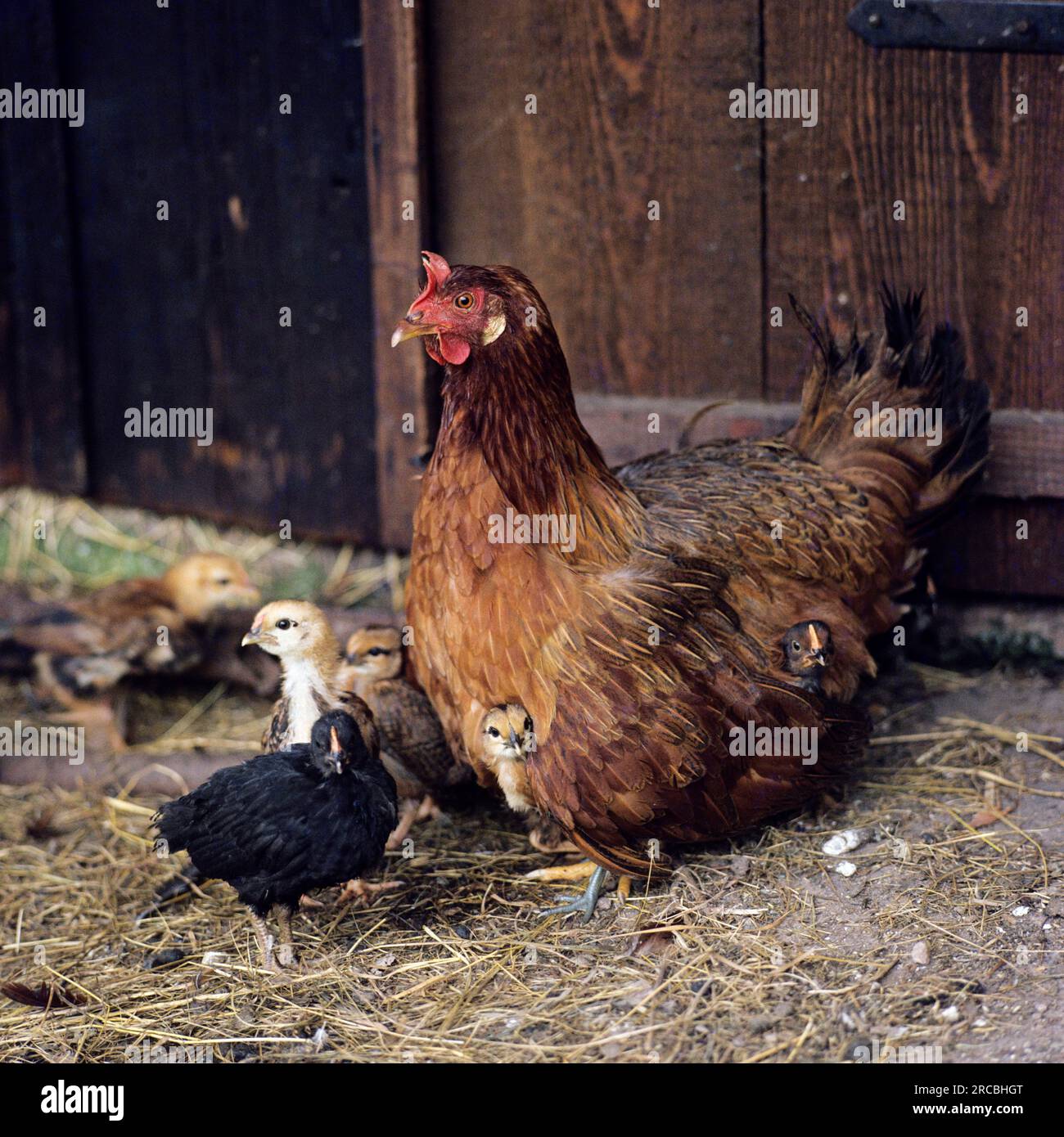 Domestic chicken, mother hen with chick, hen, chicken chicks Stock ...