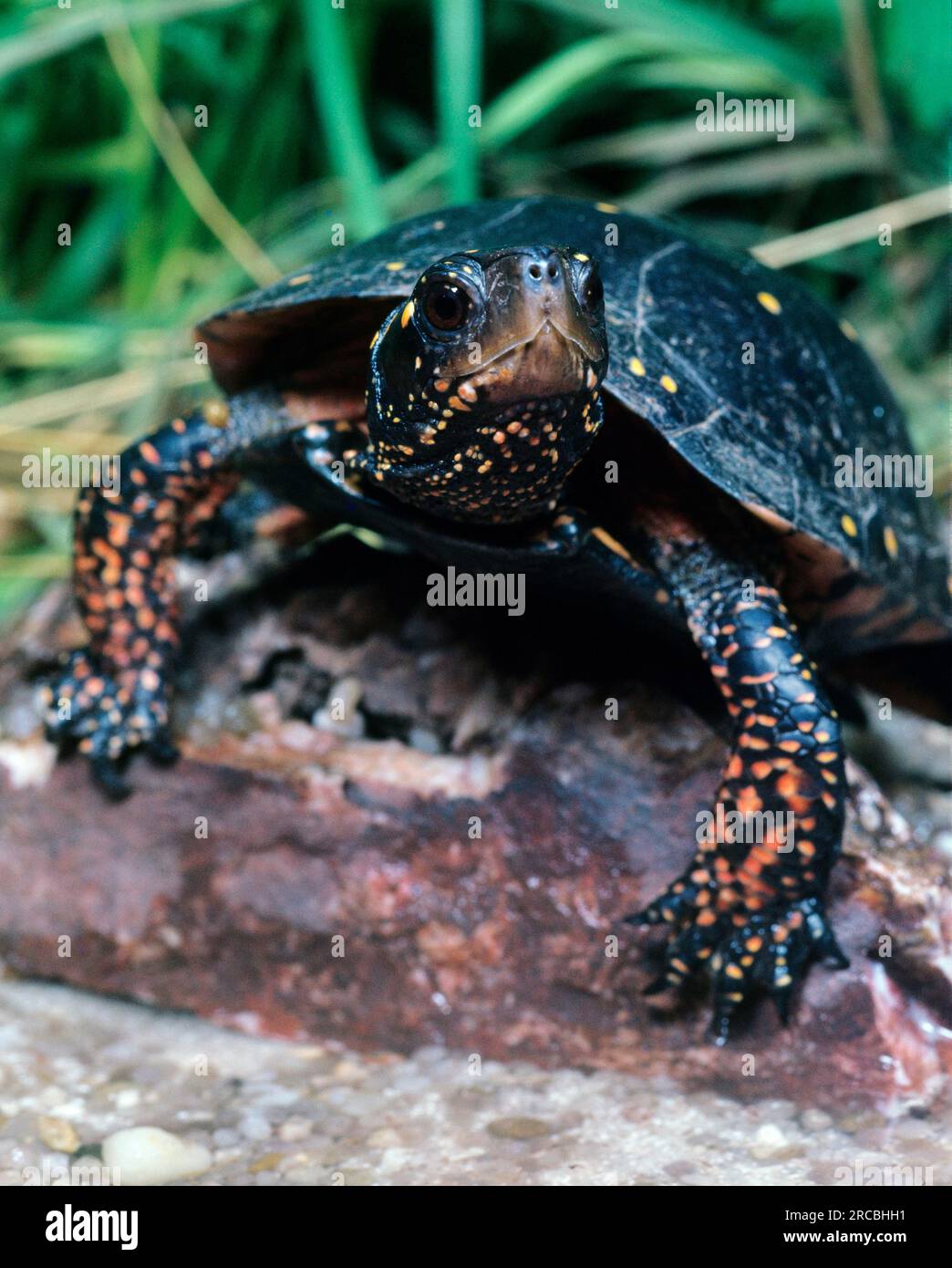 Spotted turtle (Clemmys guttata), pond turtle Stock Photo - Alamy
