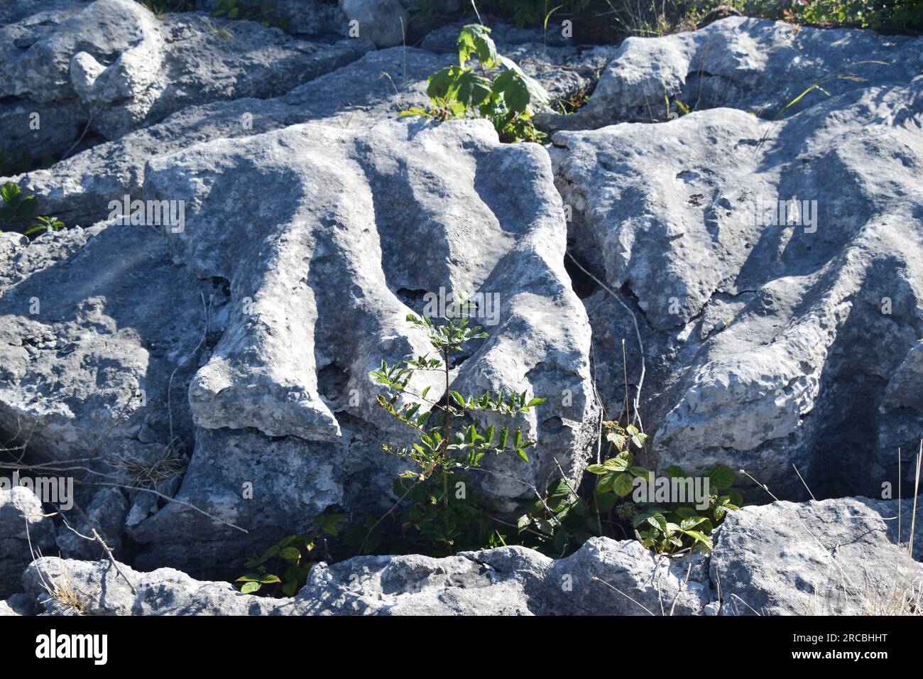 Clints and Grikes at Hutton Roof Carboniferous Limestone pavement Stock ...