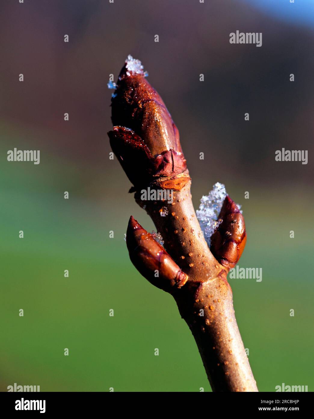 American chestnut tree hi-res stock photography and images - Alamy