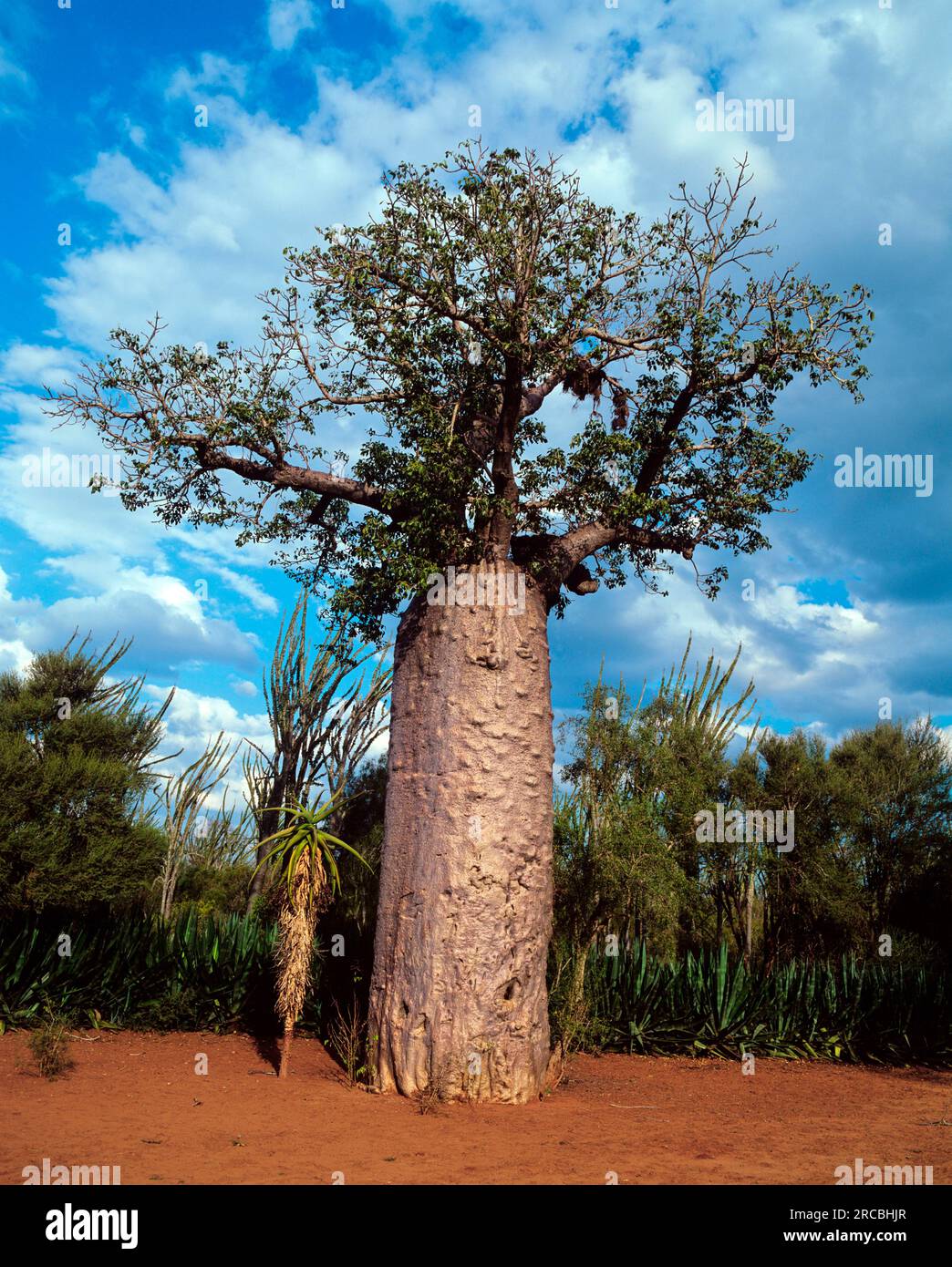 Baobab tree, Madagascar Stock Photo - Alamy