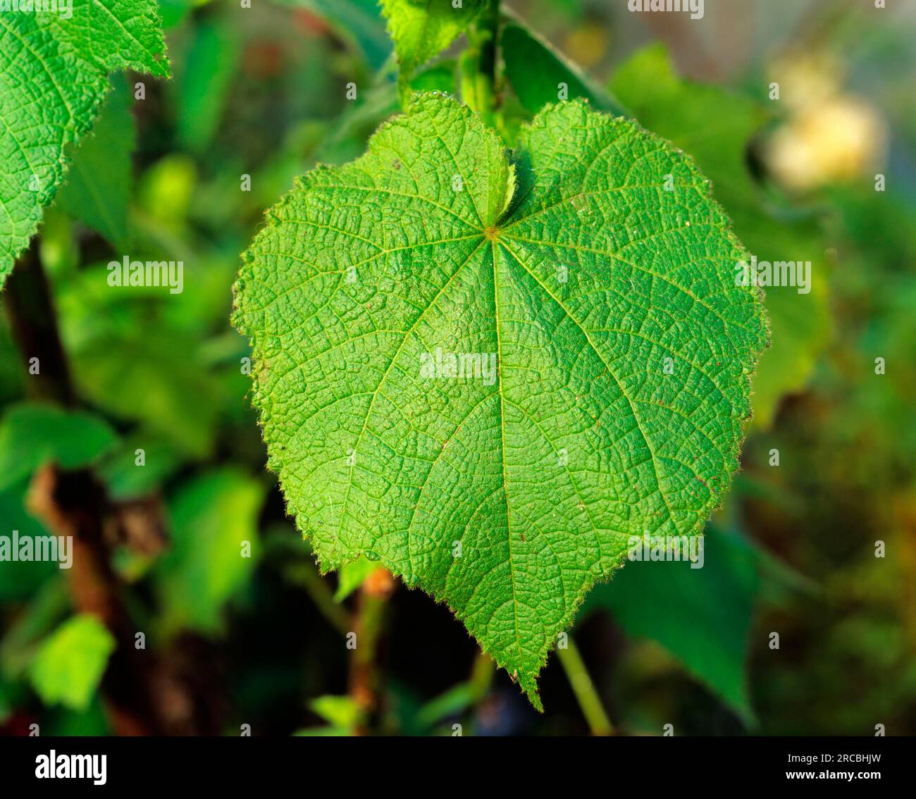 African hemp (Sparmannia africana Stock Photo - Alamy