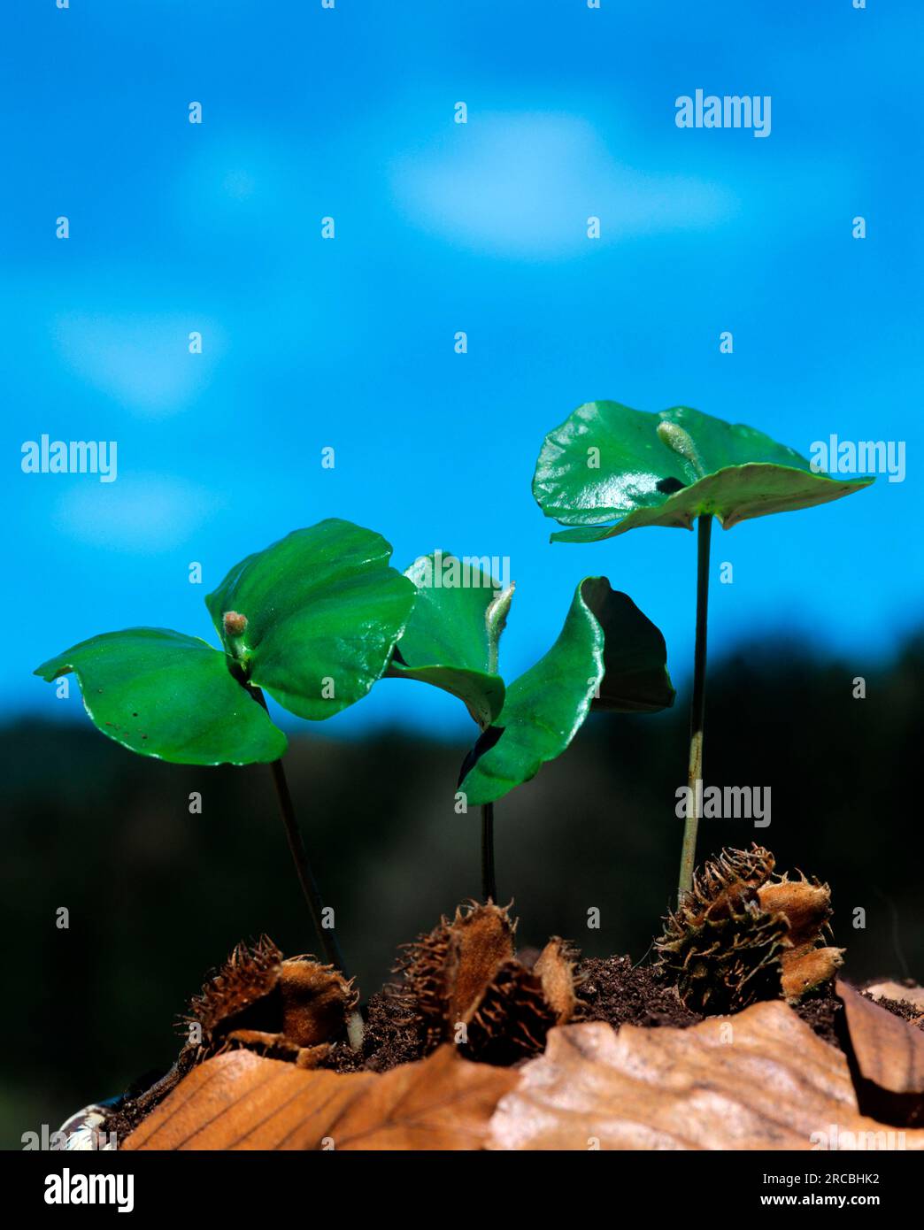 Common beech (Fagus sylvatica), seedlings, beech Stock Photo - Alamy