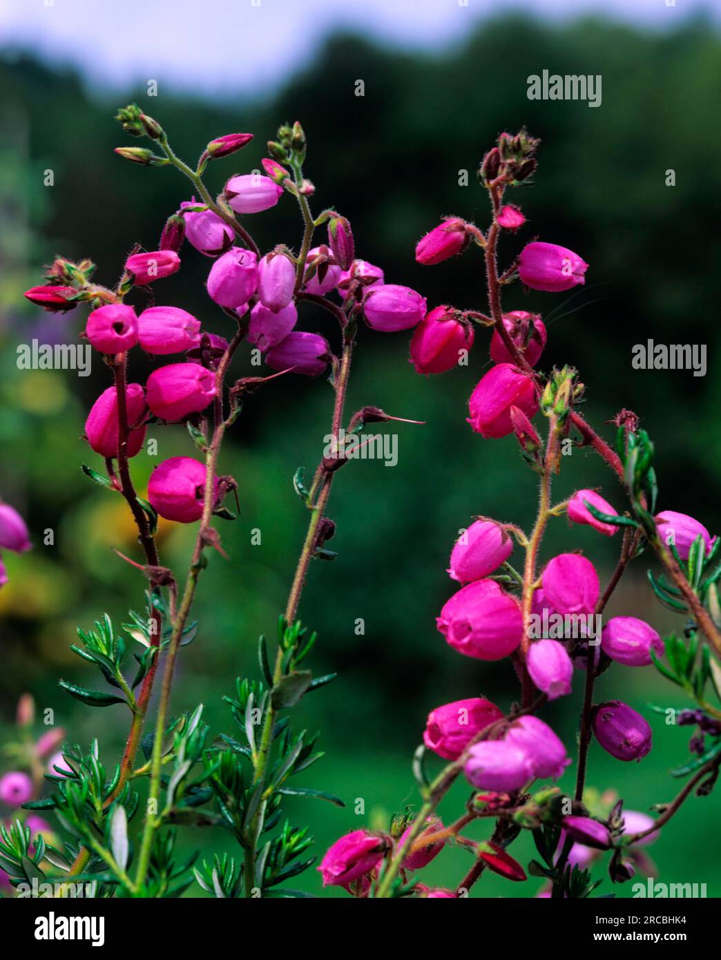 Irish (daboecia cantabrica) bell heather Stock Photo - Alamy