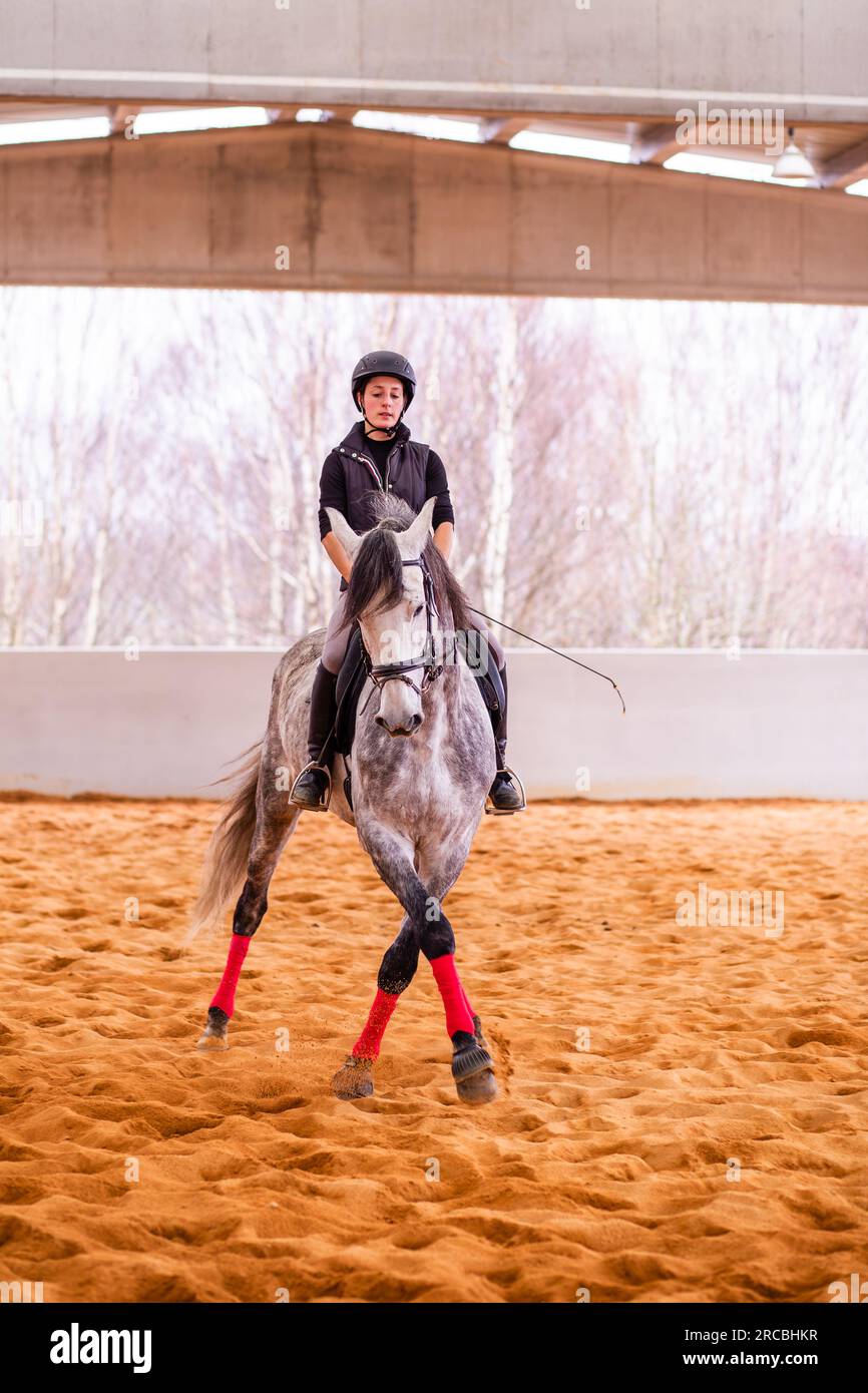Classical dressage equestrian sport, paddock riding hall. Hispanic ...