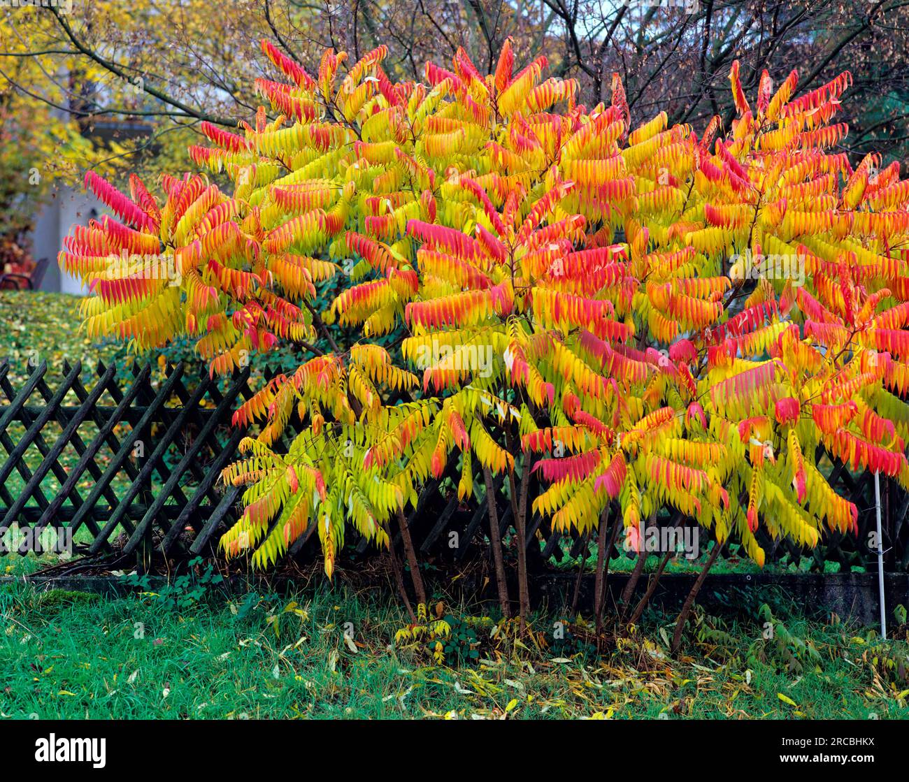 Staghorn sumac ornamental plant hi-res stock photography and images - Alamy