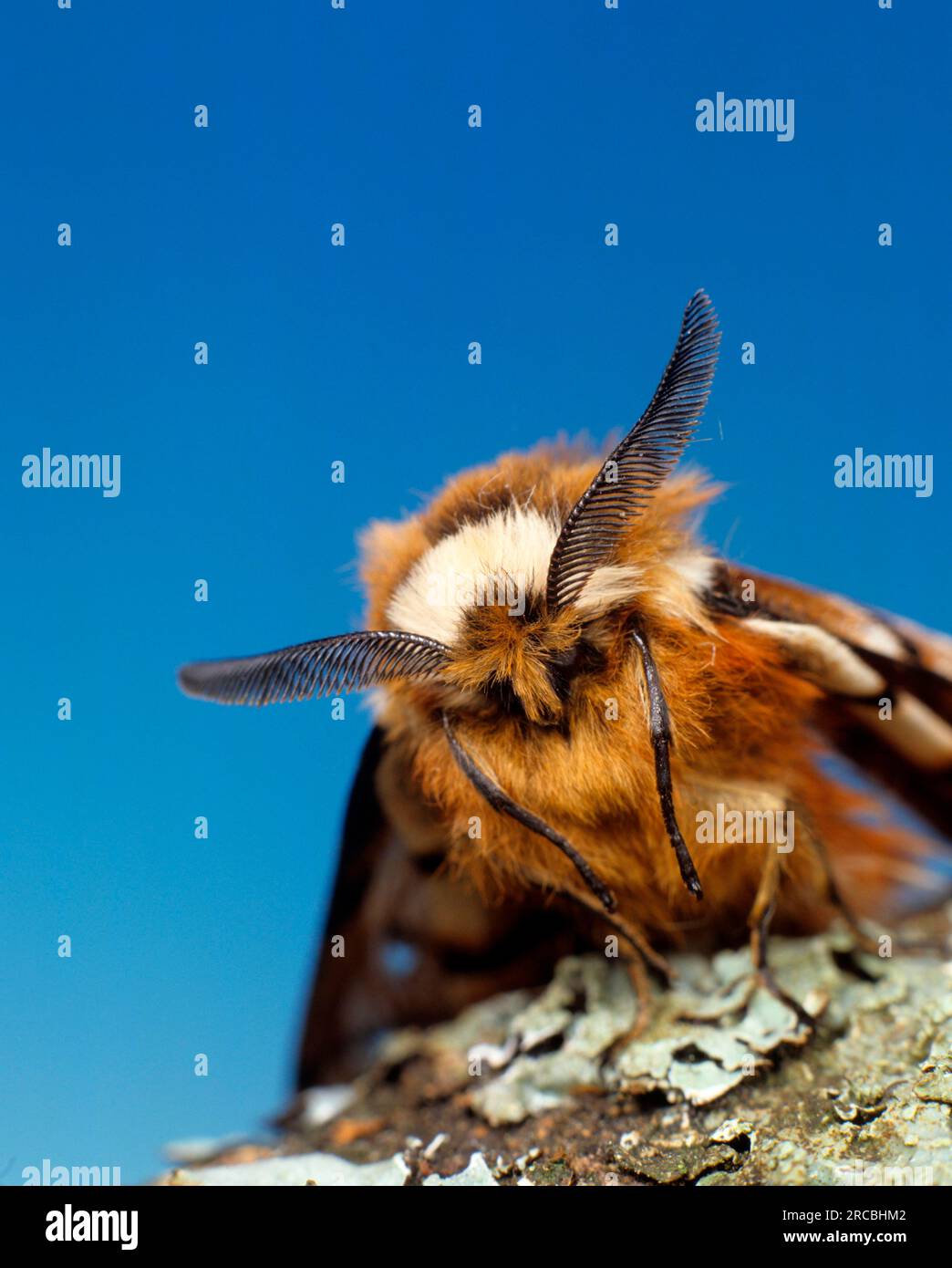 Pepper moth hi-res stock photography and images - Alamy