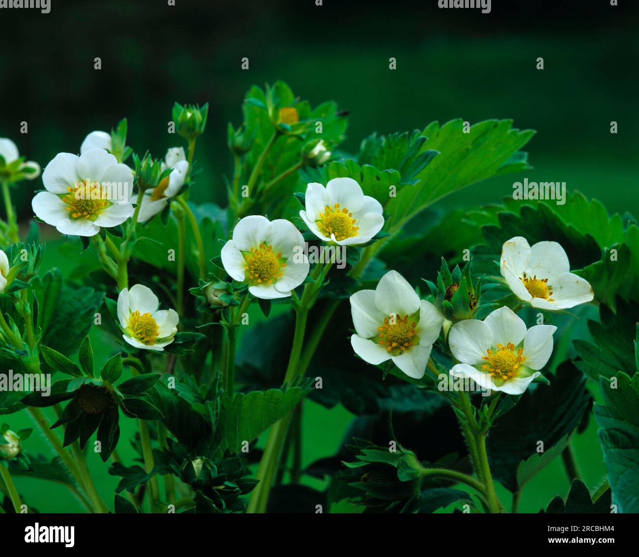 Strawberry ( Fragaria x ananassa Stock Photo - Alamy