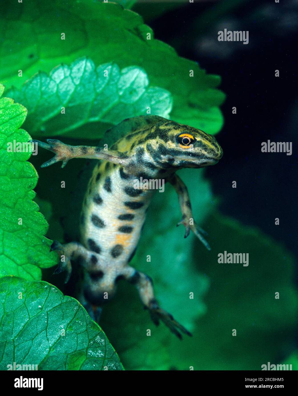 Common newt (Triturus vulgaris Stock Photo - Alamy