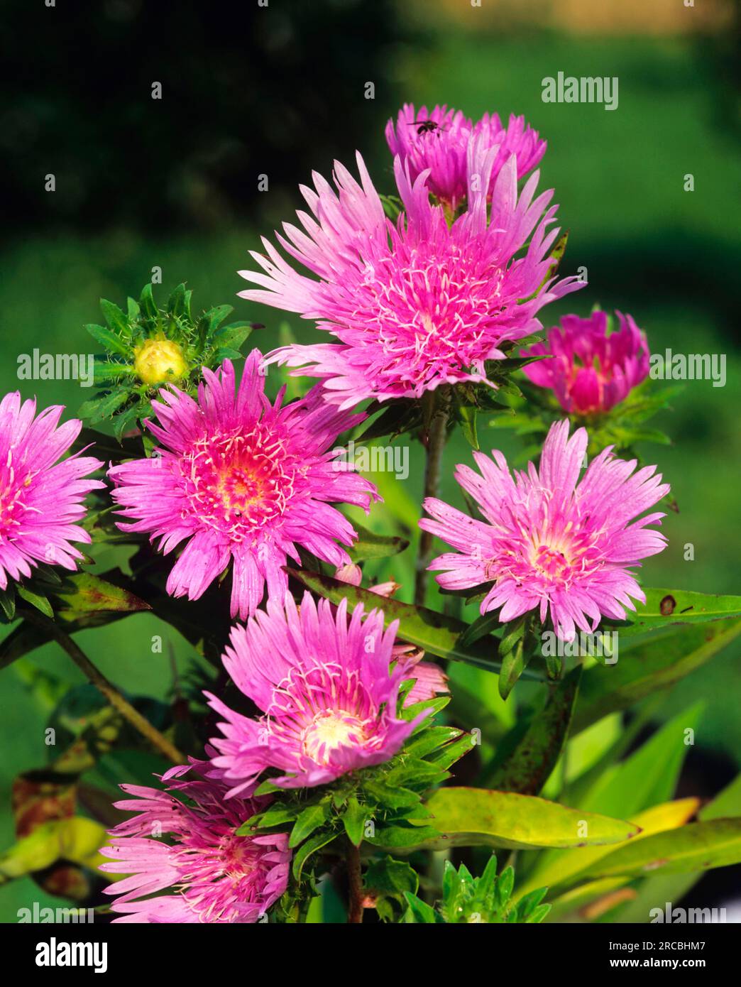 Stokes (Aster) (Stokesia laevis Stock Photo - Alamy