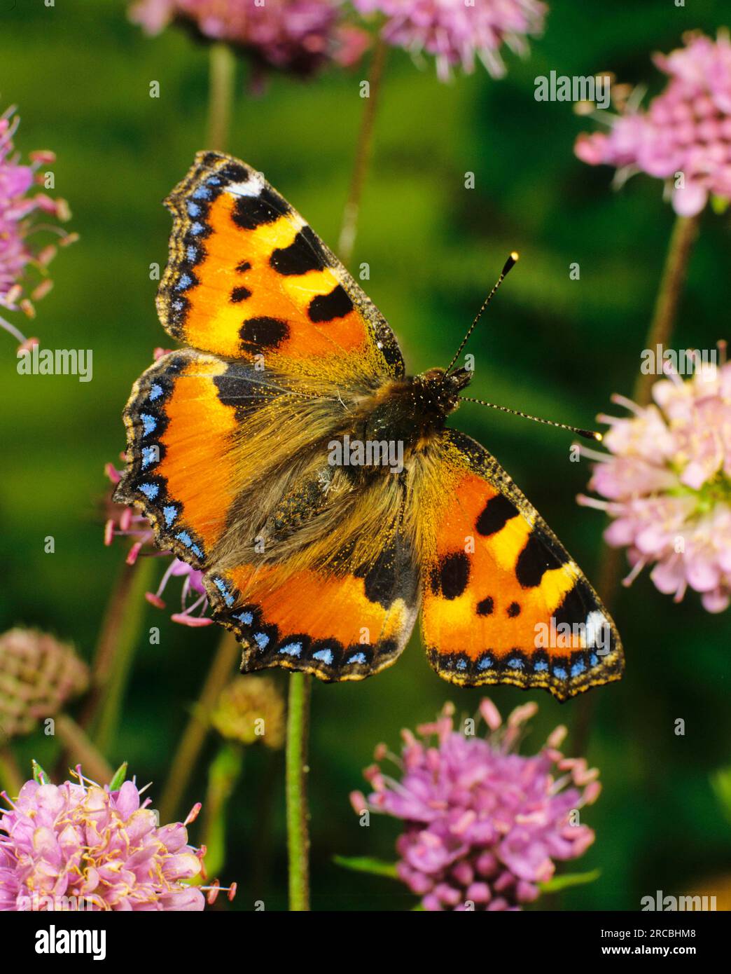 Small tortoiseshell (Aglais urticae), nettle butterfly, releasable ...