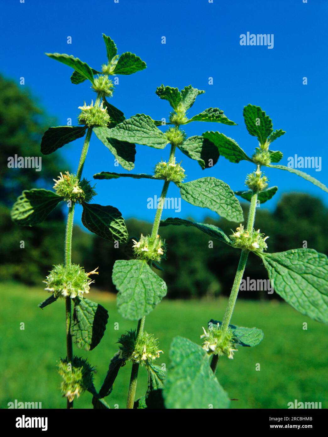 Common White horehound (Marrubium vulgare Stock Photo - Alamy
