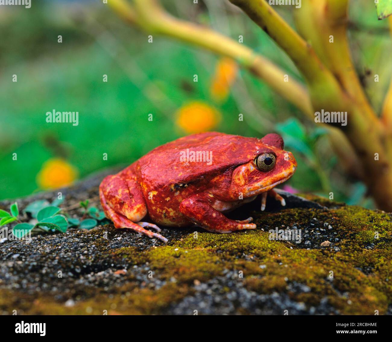 Tomato frog (Dyscophus antongilii Stock Photo - Alamy