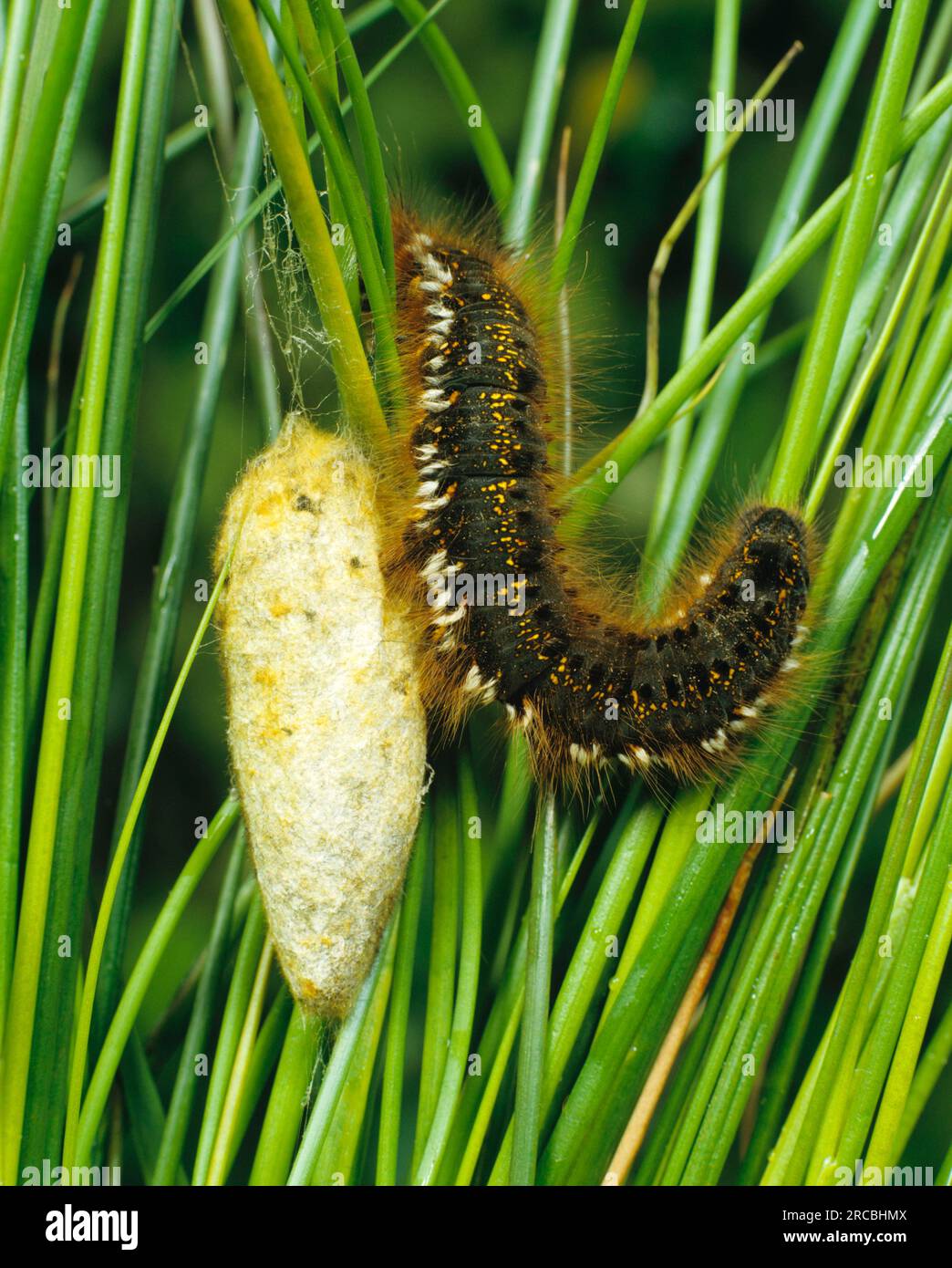 Drinker, pupa and caterpillar, grass hag (Philudoria potatoria Stock ...