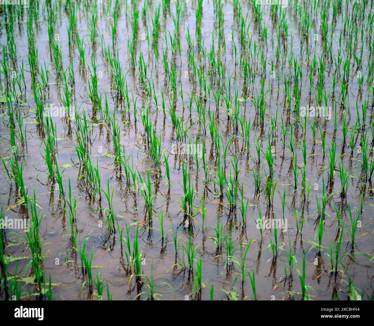 Rice field (Oryza sativa), China Stock Photo - Alamy