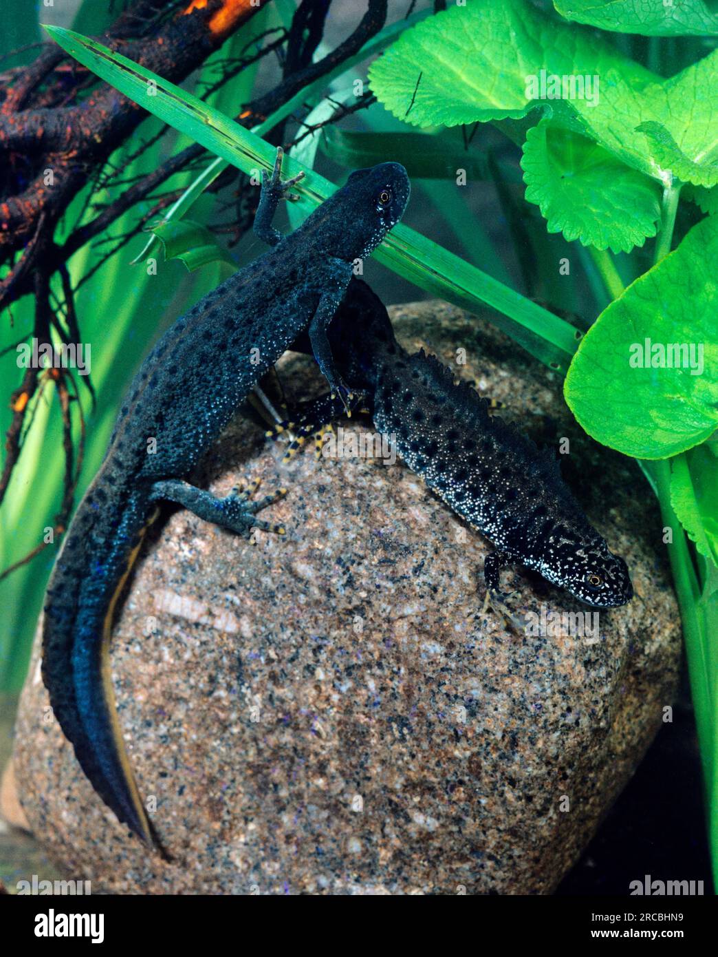 Great Crested Newt Pair Triturus Cristatus Great Crested Newt Stock