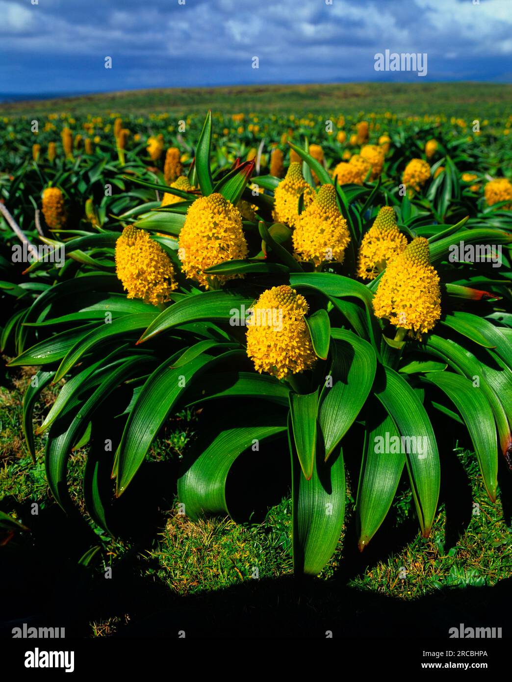 Australian and new zealand garden hi-res stock photography and images ...