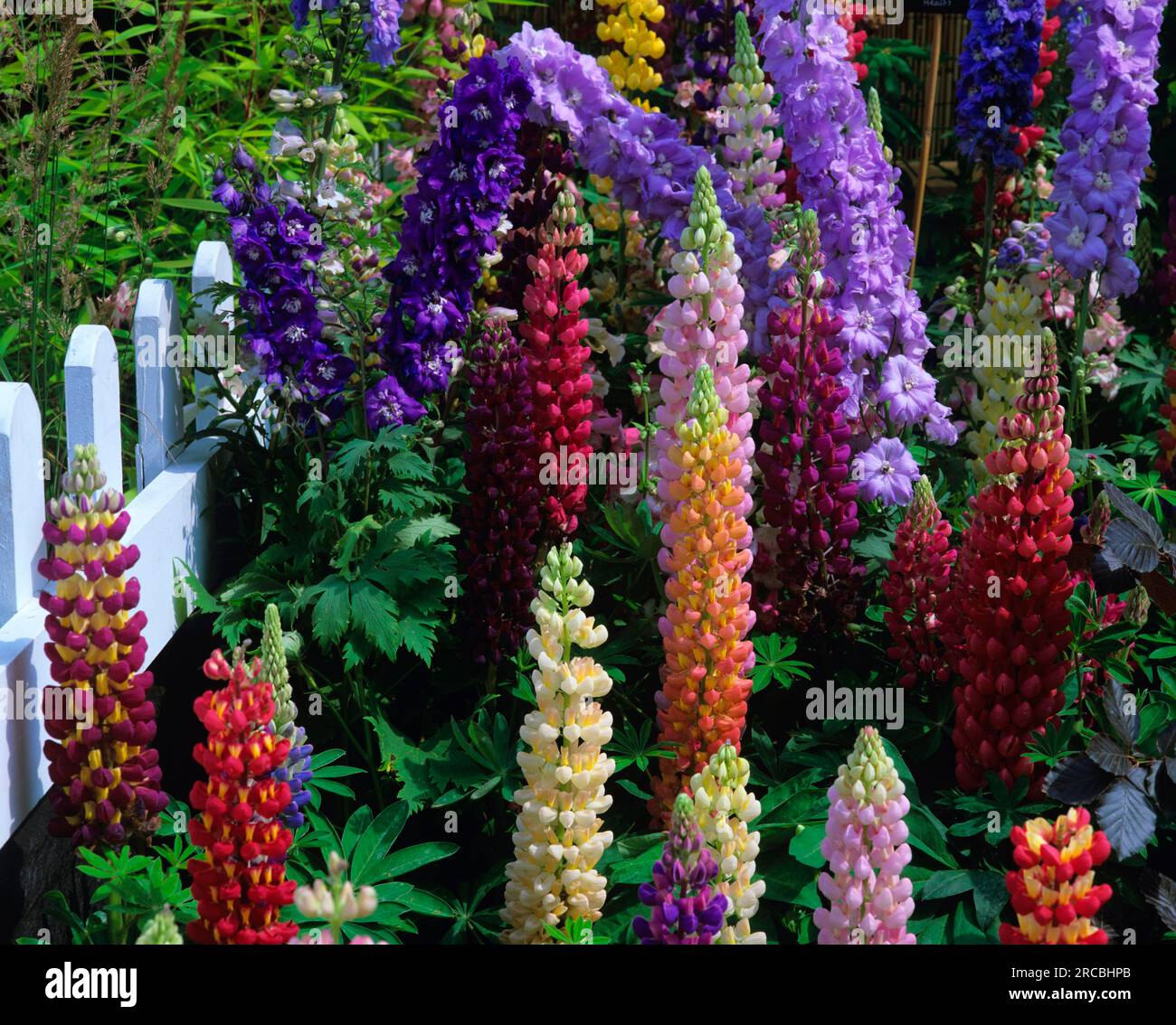 Lupins and delphiniums Stock Photo - Alamy