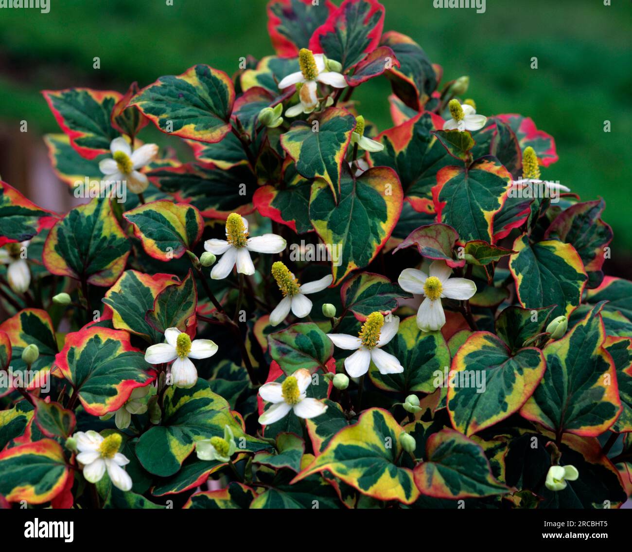 Lizard tail (Houttuynia cordata) Chameleon plant, Lizard tail family ...