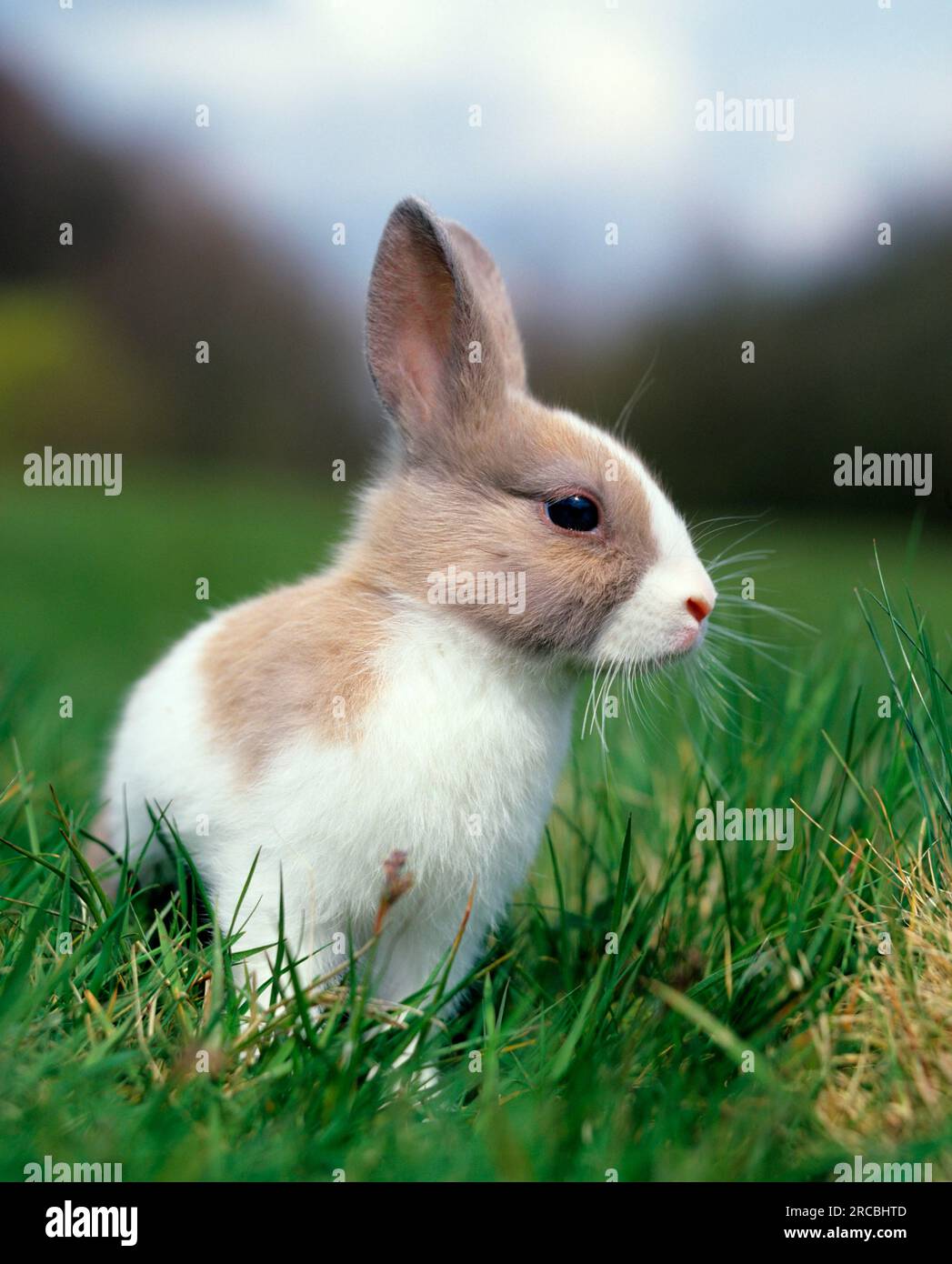 Juvenile wild rabbit hi-res stock photography and images - Alamy