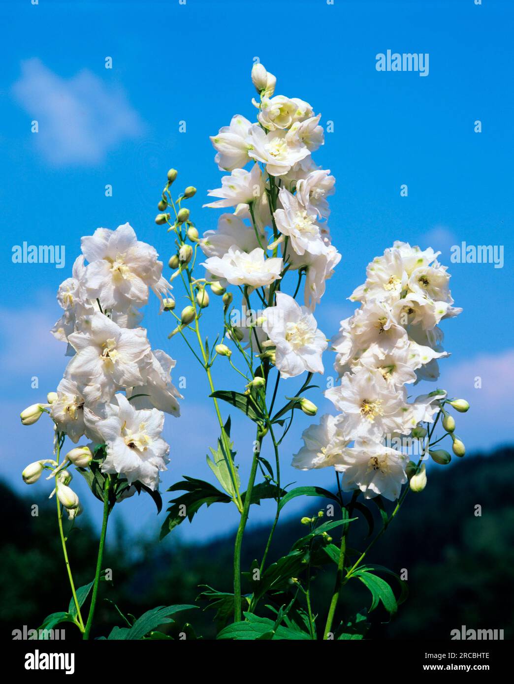 Larkspur garden hi-res stock photography and images - Alamy
