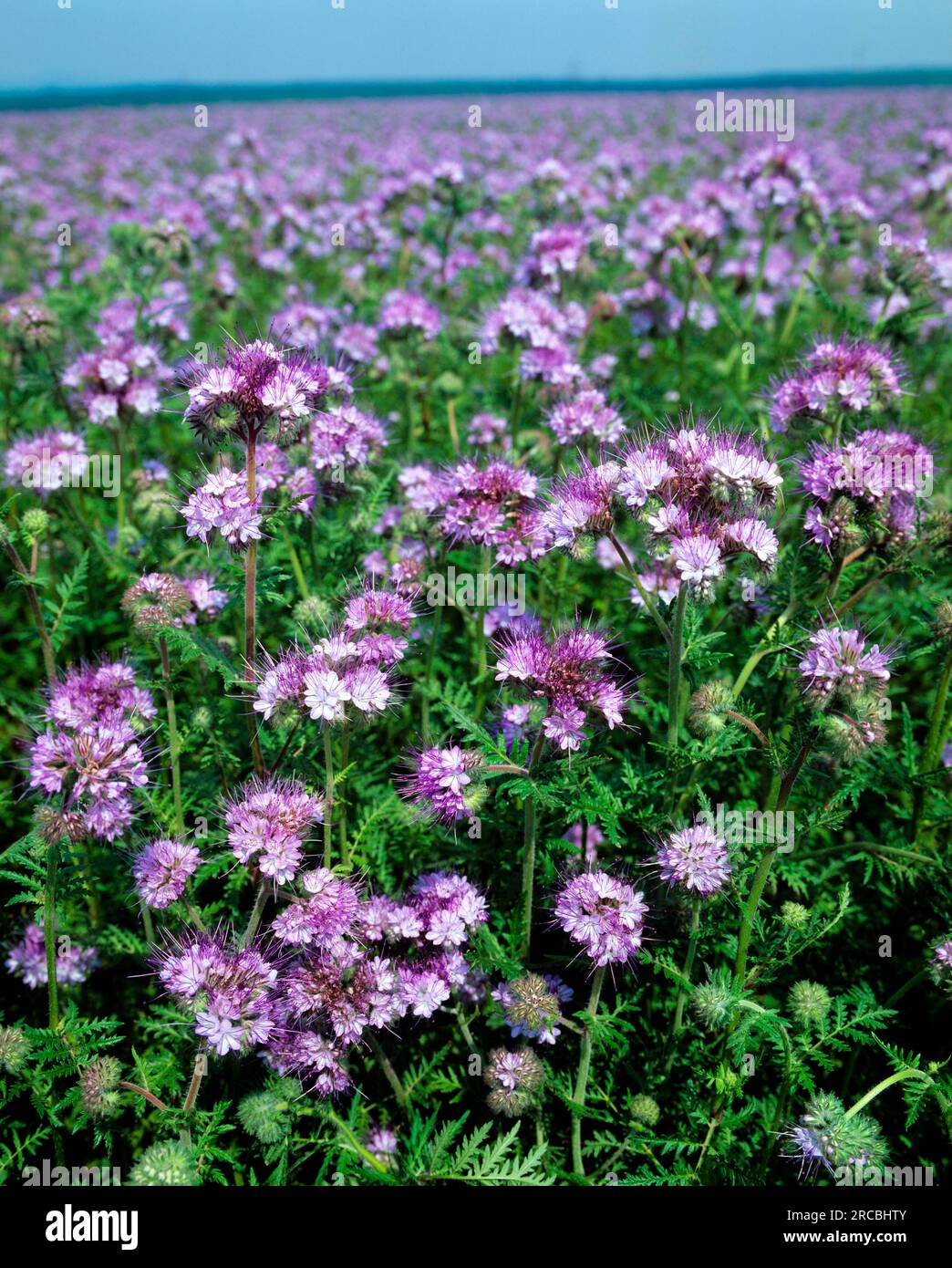 Scorpion weed hi-res stock photography and images - Alamy