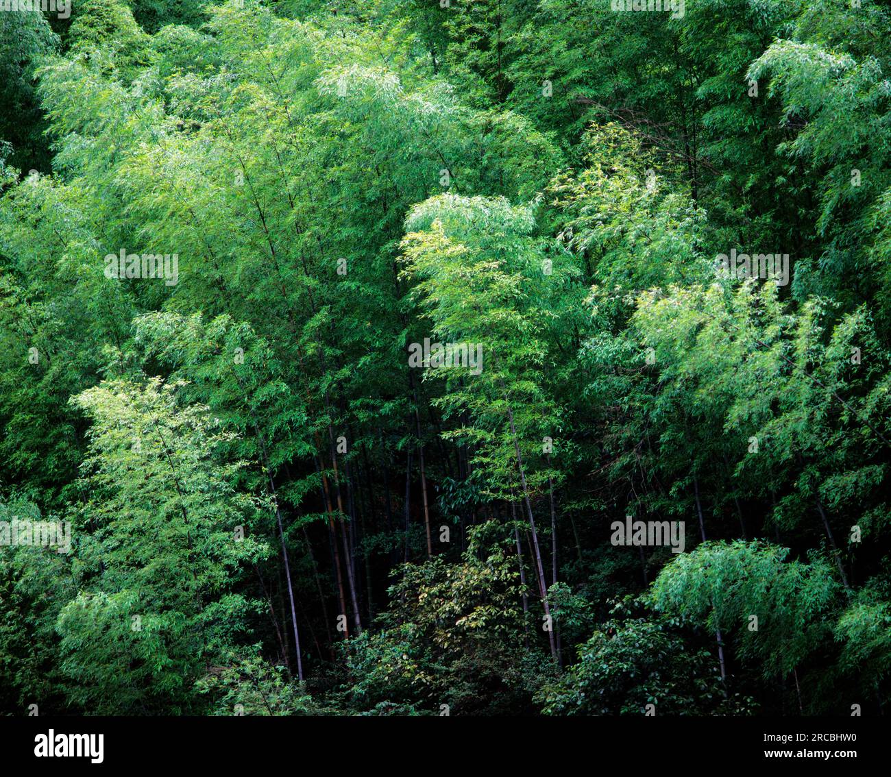 Bamboo forest, Huang Shan, China Stock Photo - Alamy