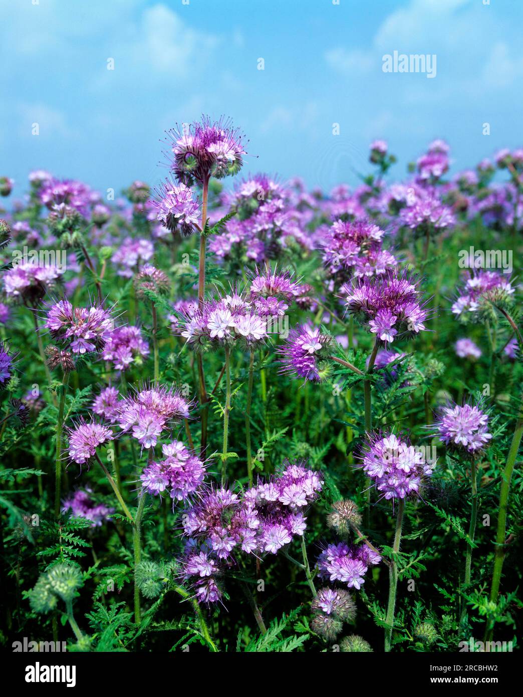 Scorpion weed hi-res stock photography and images - Alamy