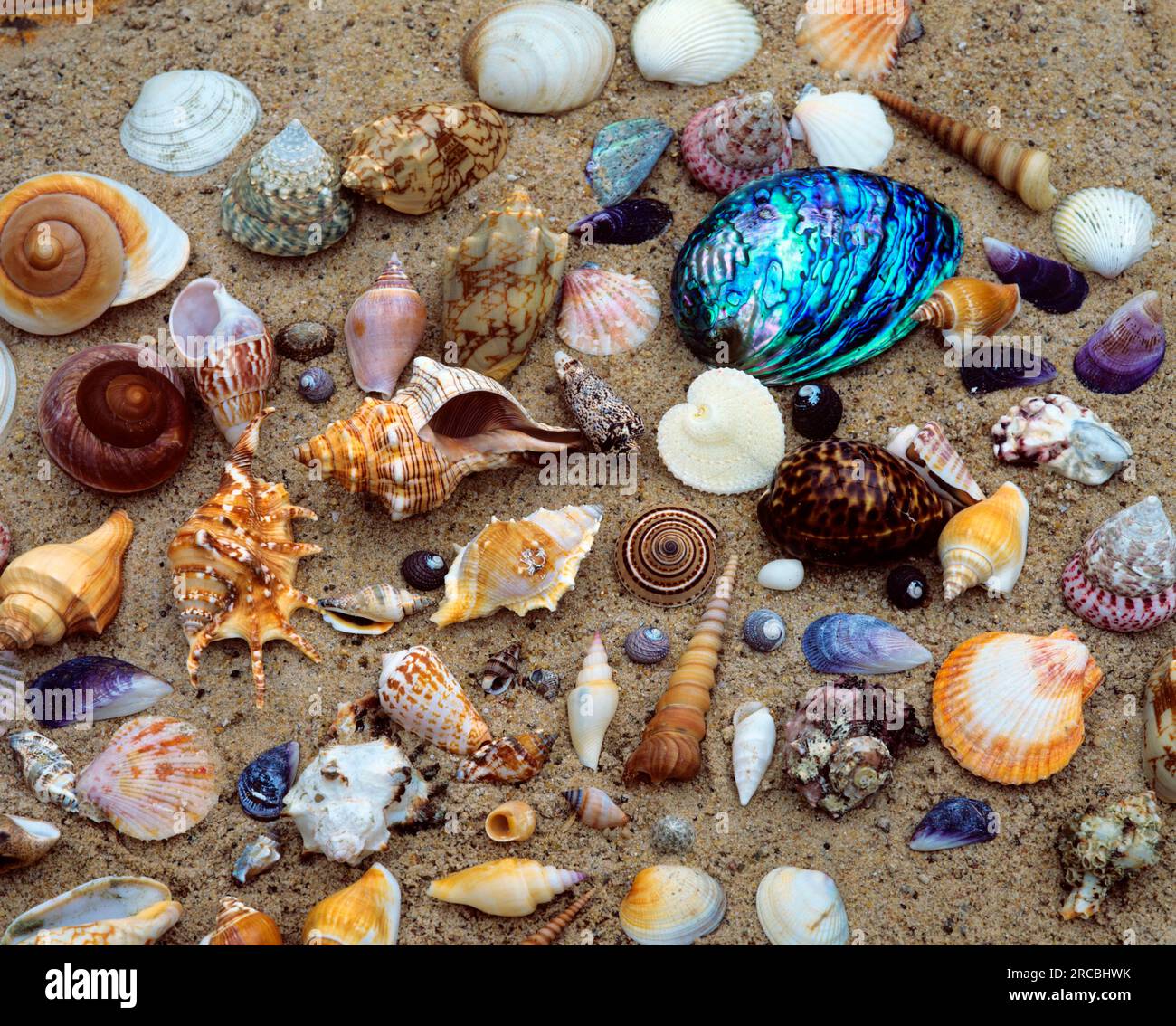 Snail shells and mussel shells, snail shell Stock Photo - Alamy