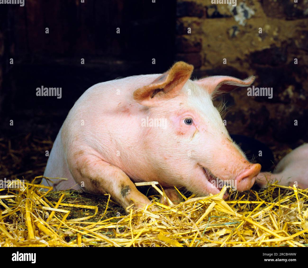 Domestic pigs in stable hi-res stock photography and images - Alamy