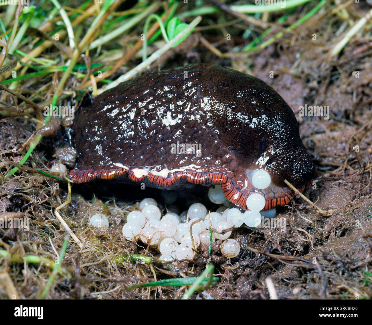 Slug reproduction hi-res stock photography and images - Alamy