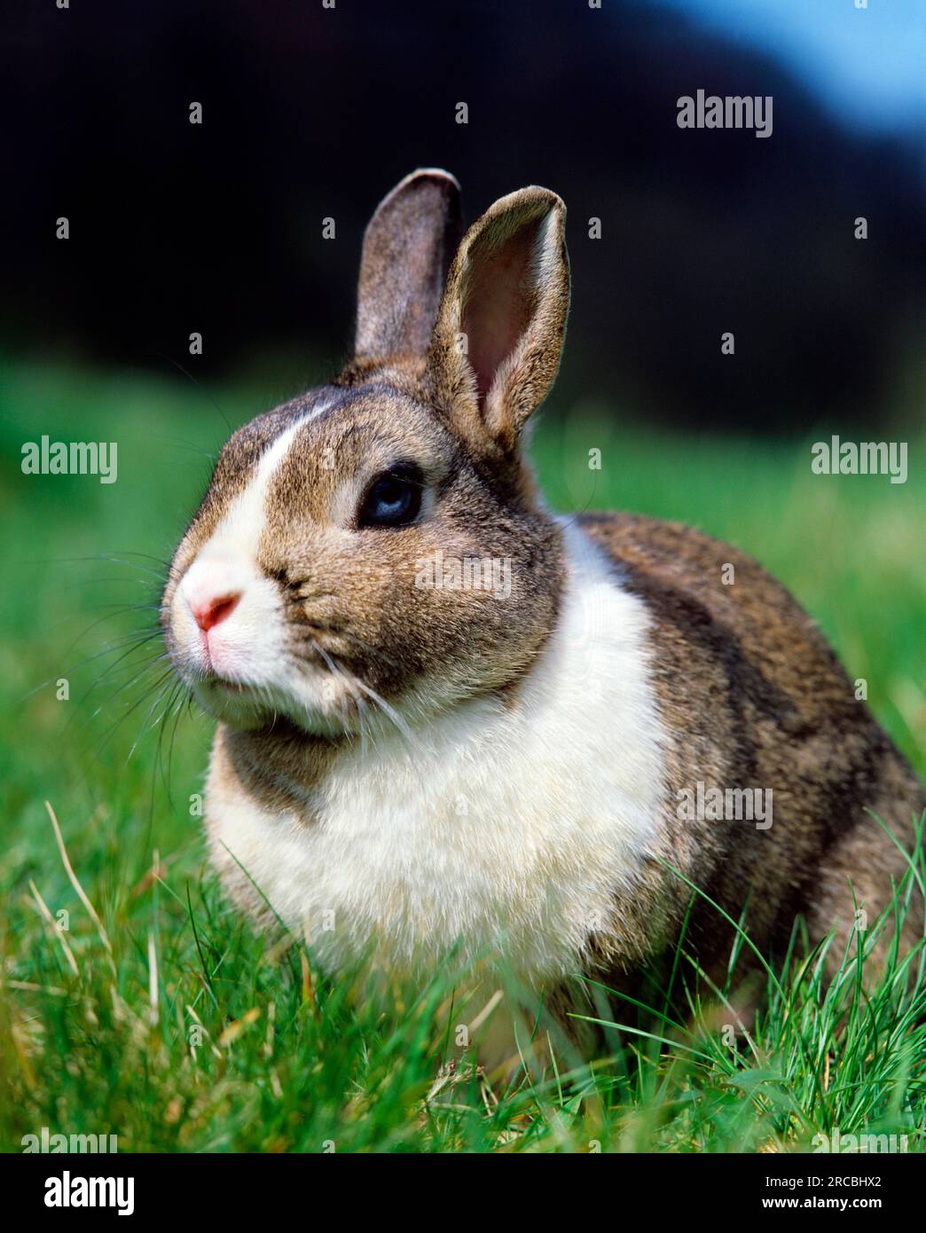 Pygmy rabbit wild hi-res stock photography and images - Alamy