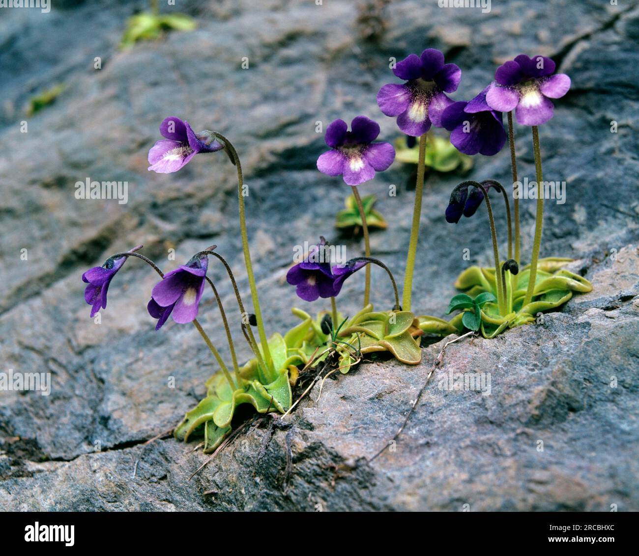 Common Pinguicula vulgaris (Pinguicula vulgaris), water hose family ...
