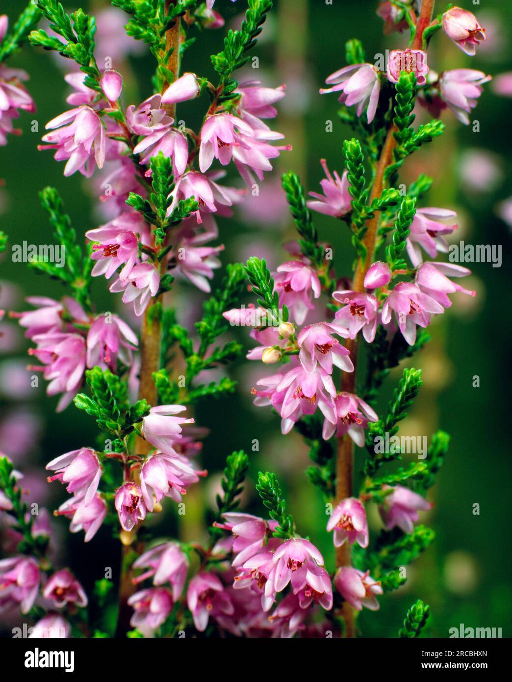 Common Heather (Calluna vulgaris Stock Photo - Alamy