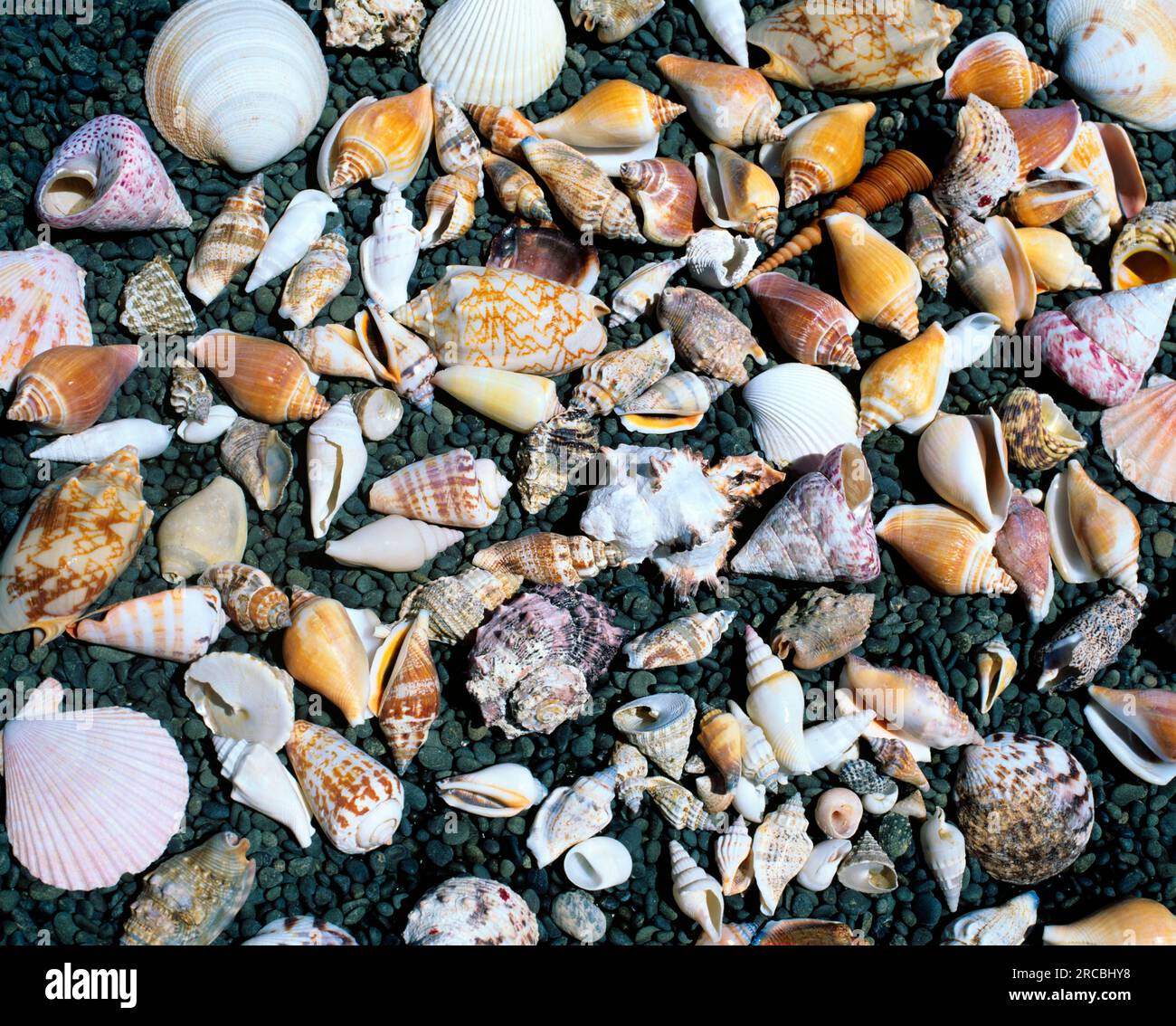 Snail shells, snail shell Stock Photo - Alamy