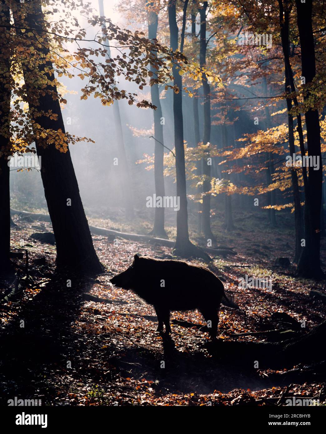 Wild Boar (Sus scrofa Stock Photo - Alamy
