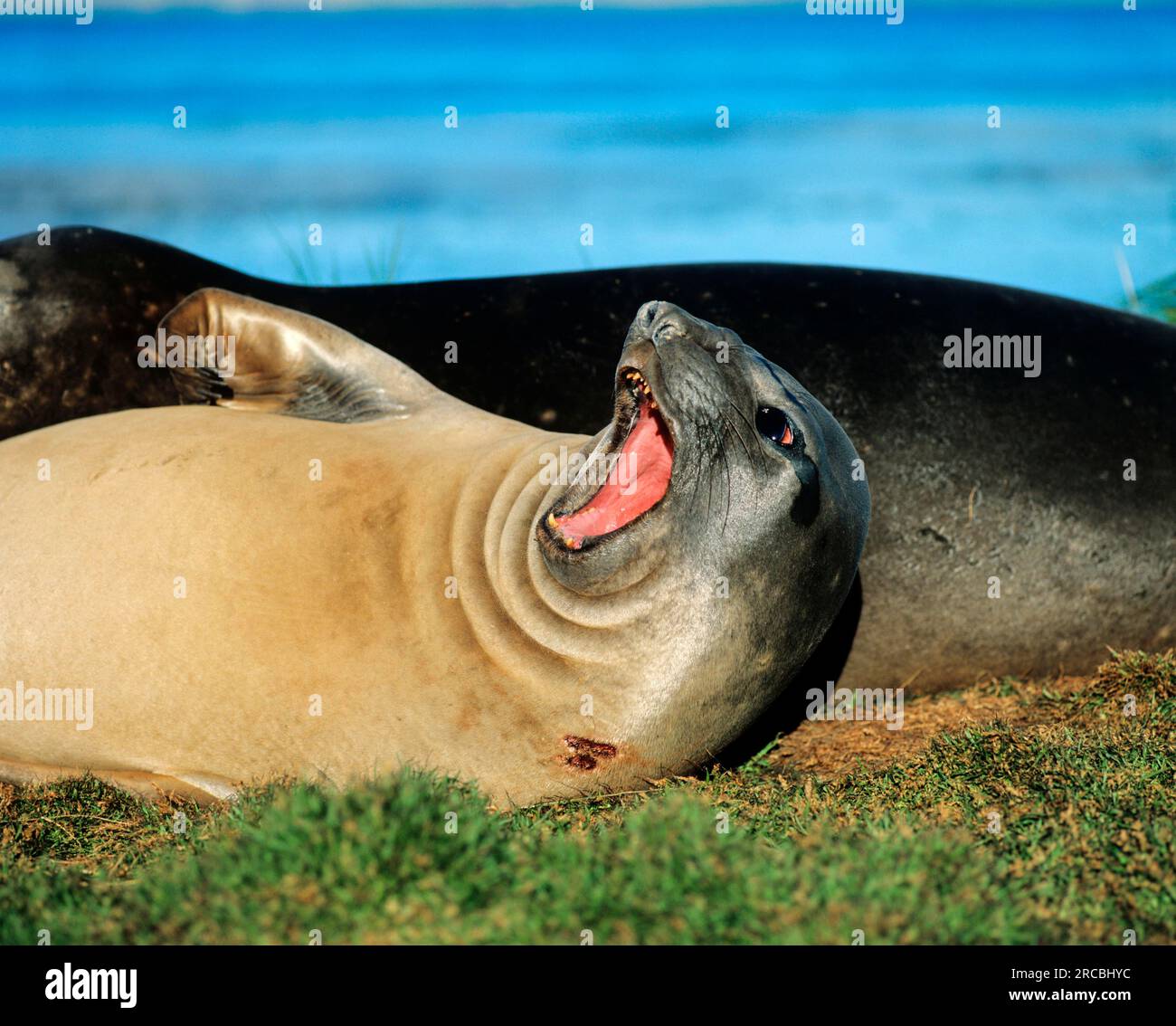 Southern elephant seal (Mirounga leonina), elephant seal Stock Photo ...