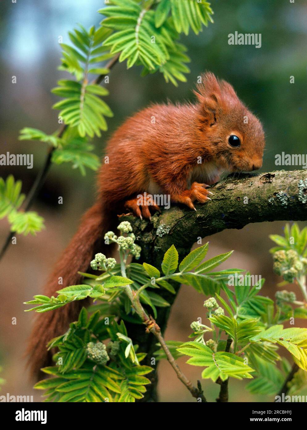 Baby red squirrel hi-res stock photography and images - Alamy