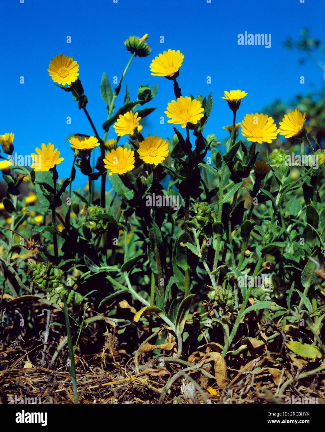 Calendula arvensis hi-res stock photography and images - Alamy