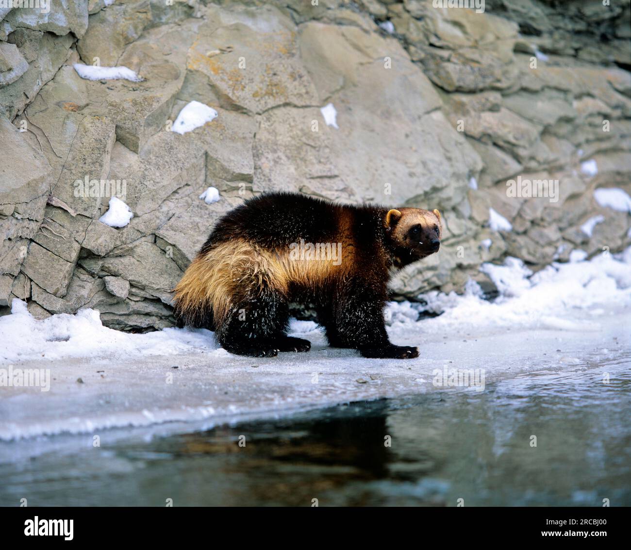 Wolverine winter hi-res stock photography and images - Alamy