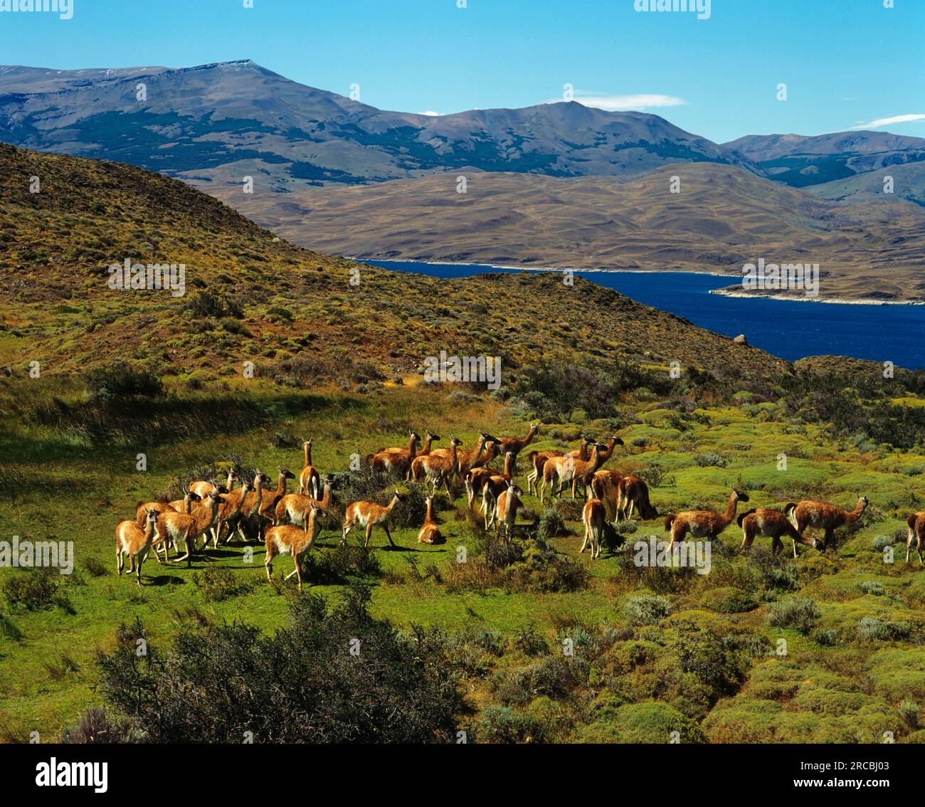 Llama mountainous environment hi-res stock photography and images - Alamy